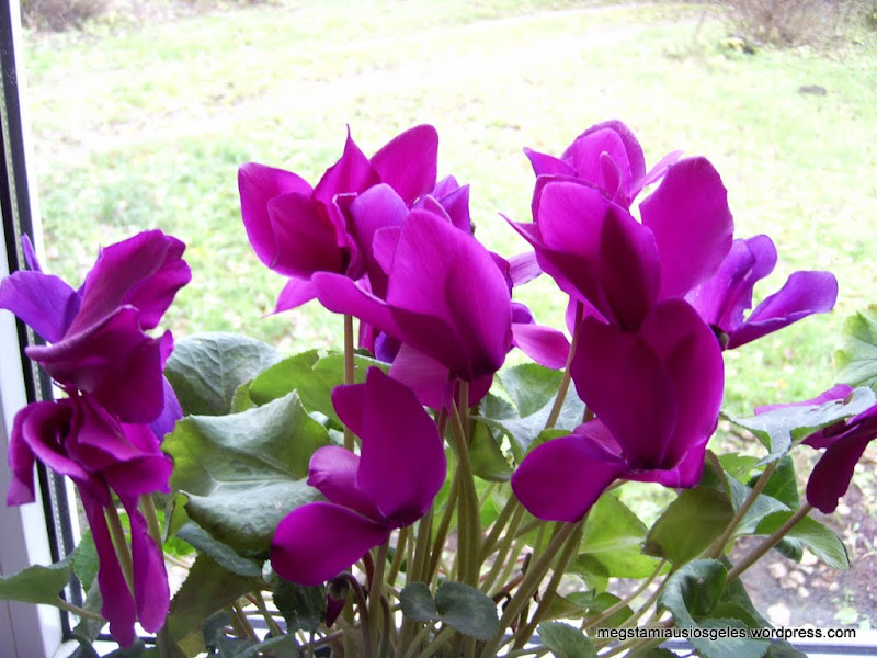 Mano išaugintos gėlės: ciklamenas « Mėgstamiausios gėlės
