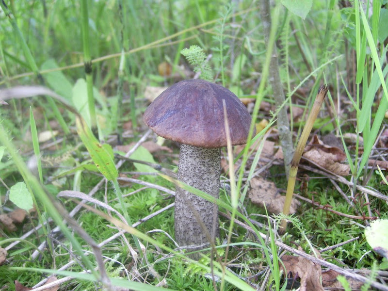 Rudens gerybės: grybai « Mėgstamiausios gėlės