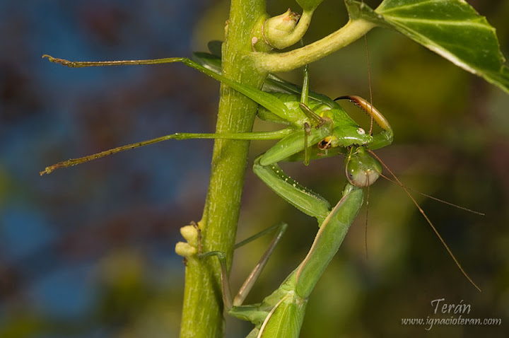 Jose Ignacio Teran "Iñaqui" : MANTIS RELIGIOSA, MENUDO BICHO