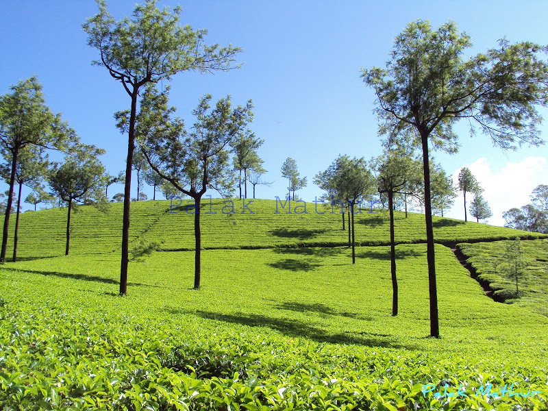 Munnar – Scenic | Palak Clicks
