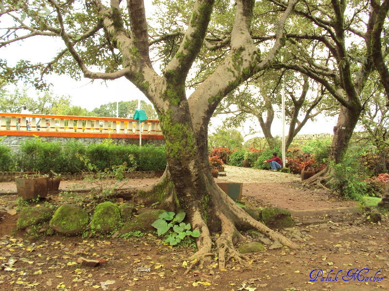 Tree in Pratapgarh Fort | Palak Clicks