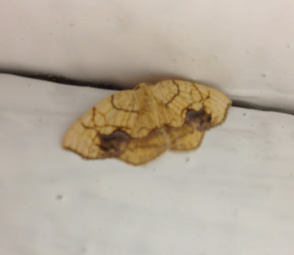 Horned Spanworm Moth, male | Project Noah