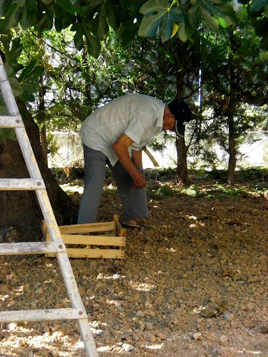 Figues seques i canyissos (i) | De tot un poc... ... i un poc de tot