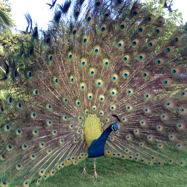 Peacock | Project Noah