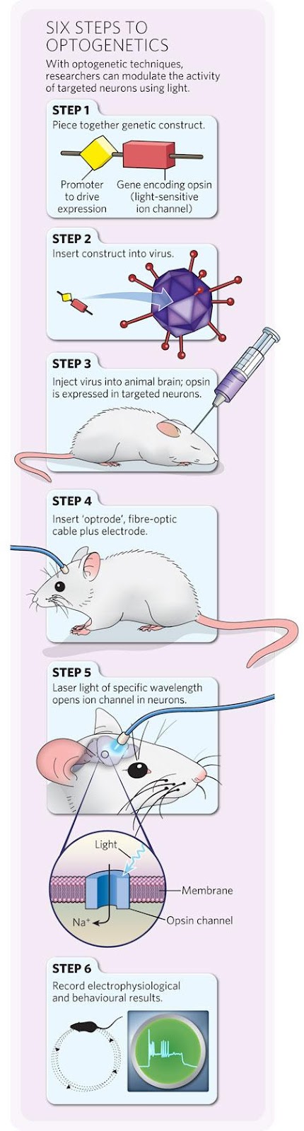 alquimiayciencias: Neurociencia: Nacimiento y evolución de la Optogenética