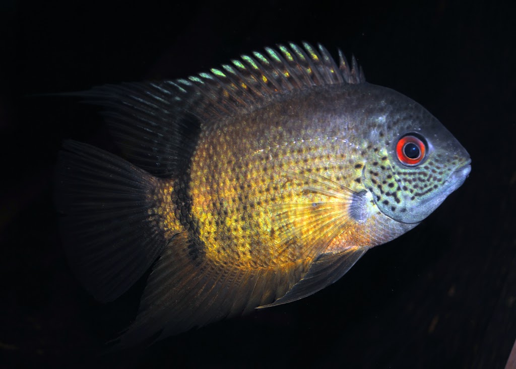 New severum and blue acara! | Cichlid Fish Forum
