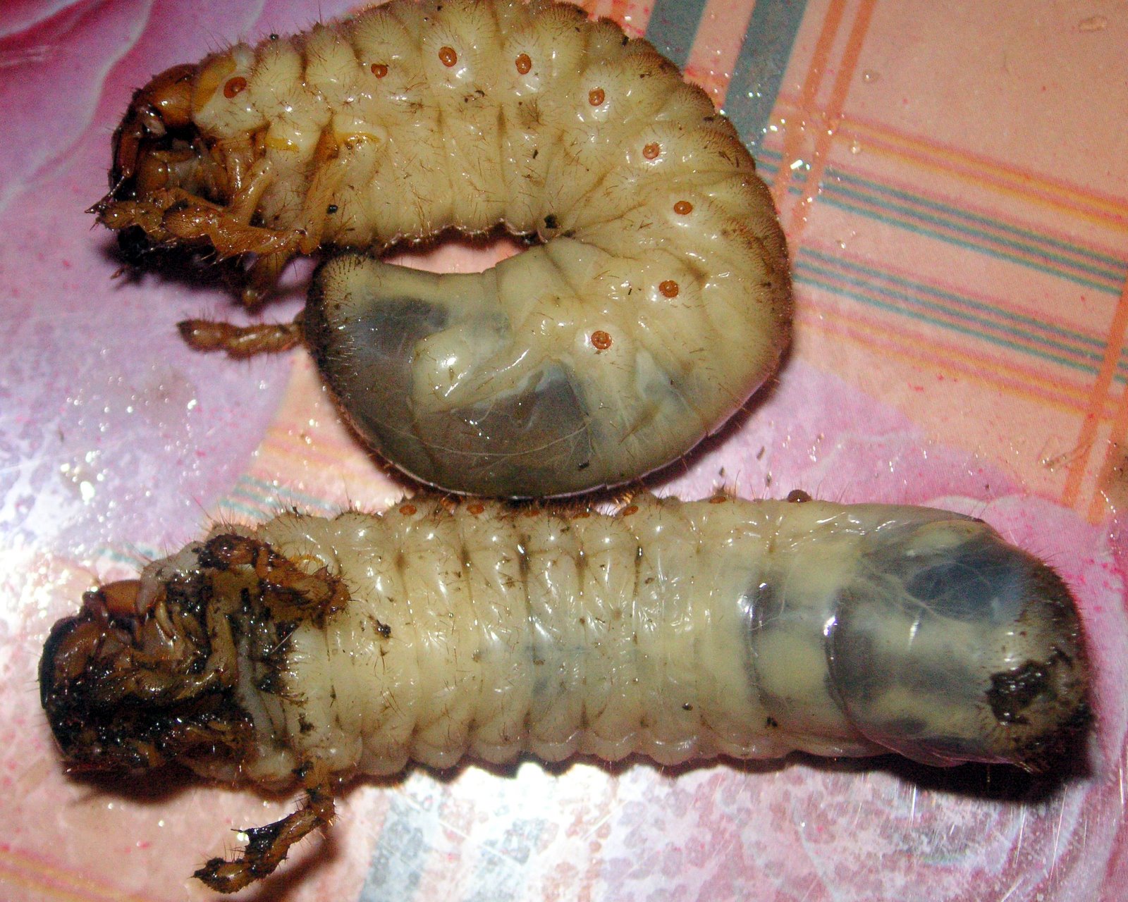 Class95cafe What is this website All about?: Exotic Food Abalin or ...