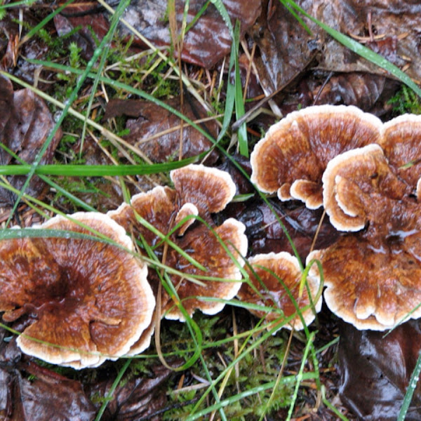 Tomentosus Root Rot | Project Noah