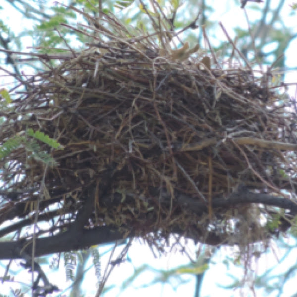 Bird nest | Project Noah