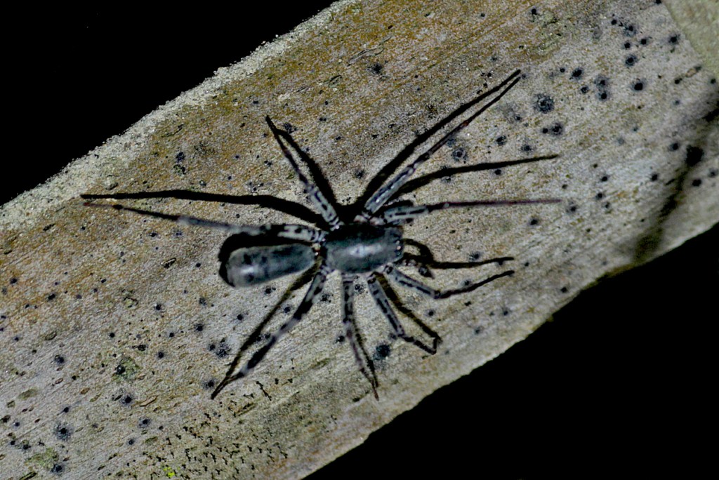 Spider | Project Noah