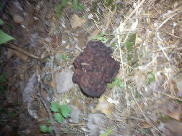 Korvasieni | Project Noah