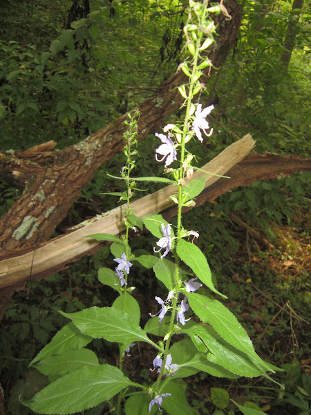 American Bellflower | Project Noah