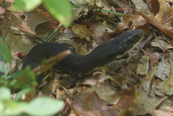 Northern Black Racer | Project Noah