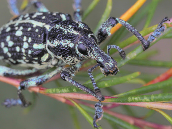 Botany bay weevil | Project Noah