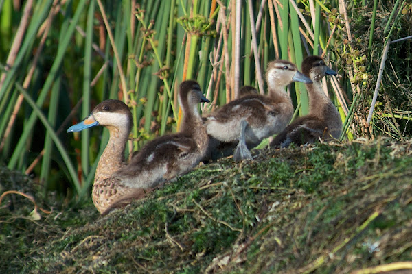 Silver Teal chicks | Project Noah