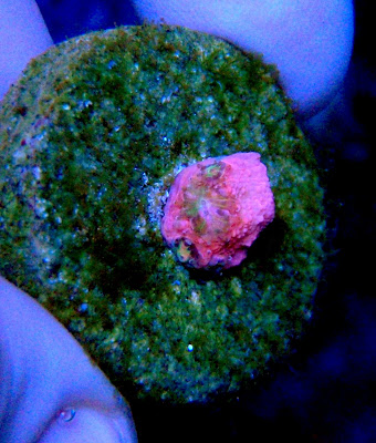 LE Chalice Pack - Pink ******* (SdGuy), Cornbreadtrash Mummy eye, Tyree ...