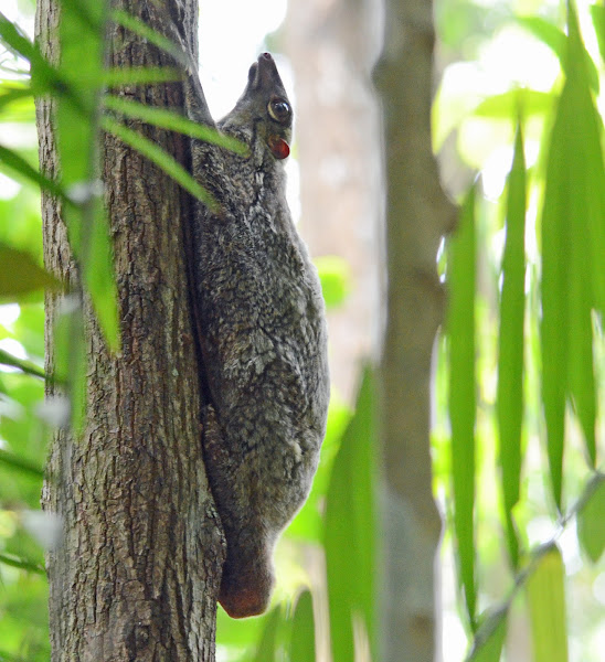 Sunda Flying Lemur | Project Noah