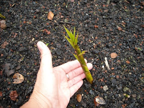 Moon Over Hawaii 2: Bamboo Propagation