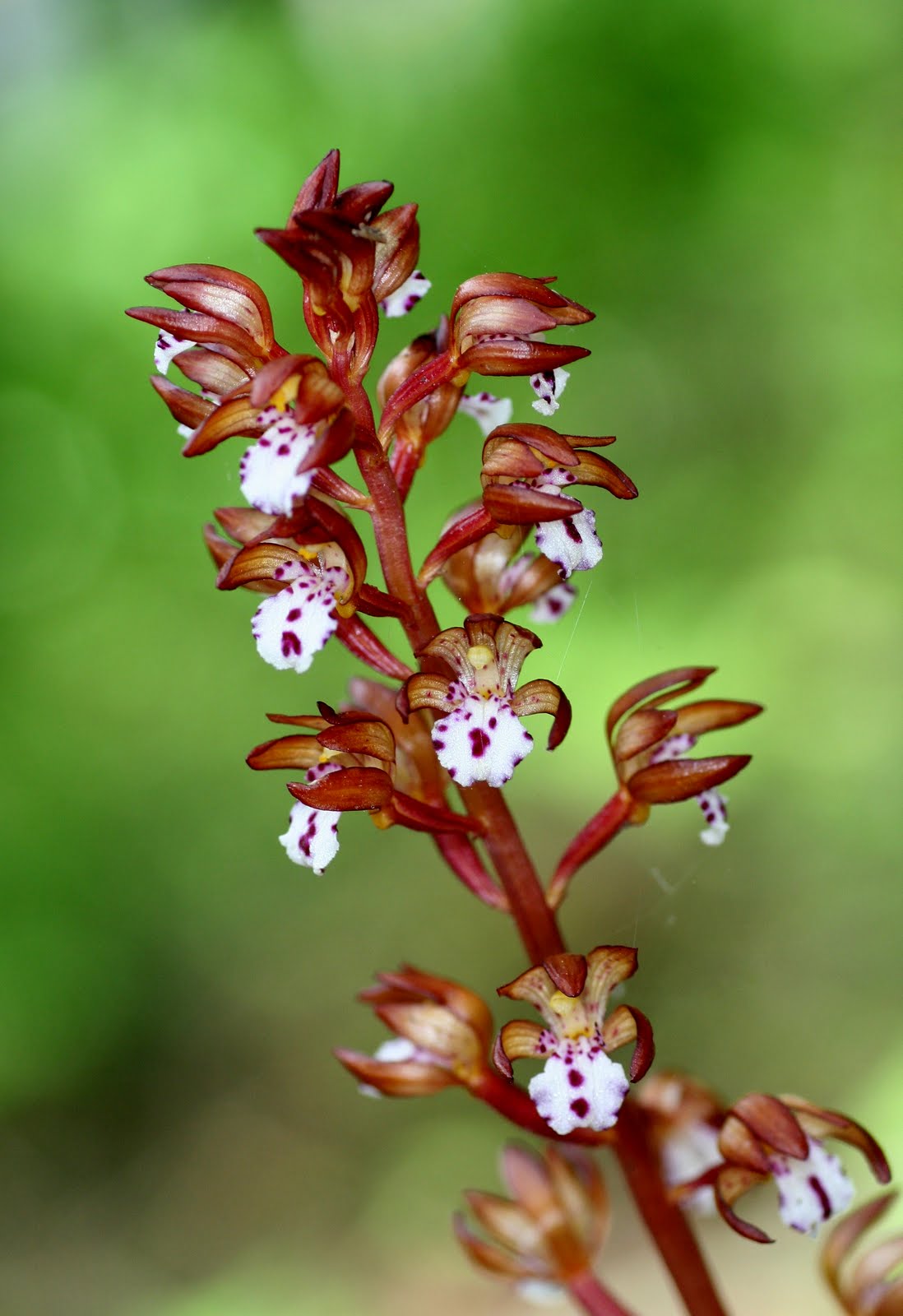 Native Orchids of the Pacific Northwest and the Canadian Rockies ...