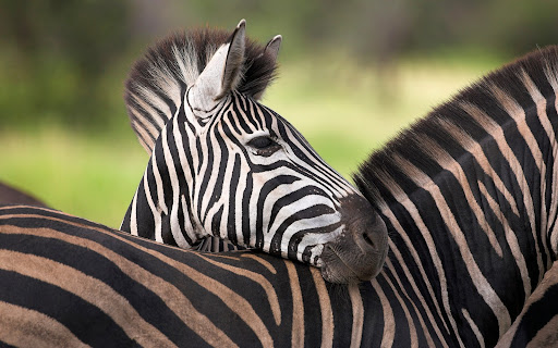 Caras de cebras bebés animadas - Imagui