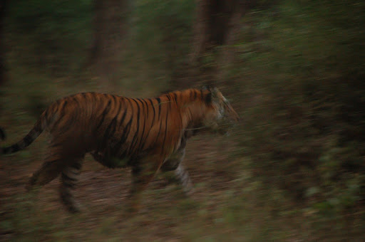 tigers....oh yeah - Animal vs Animal