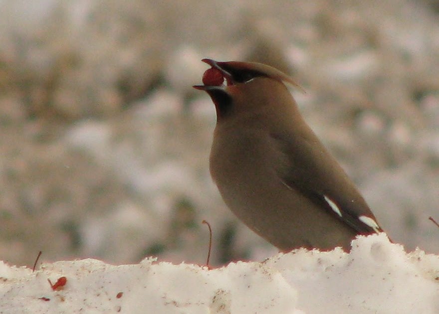 Worn Field Guide: Northern Birds