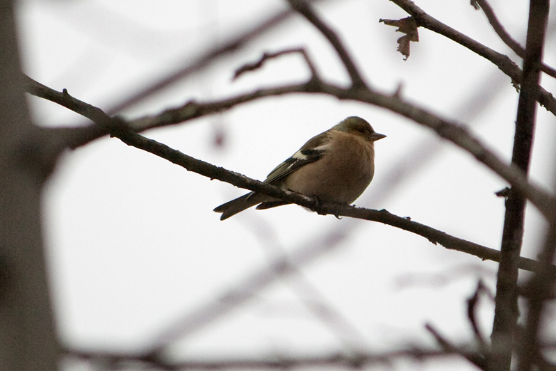 Păsări din Moldova: A patra călătorie la Goian: mierla, vulpea şi o mie ...
