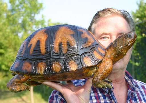 Big Bronze Sculptures Statues and Fountains: Box Turtle TK-94416