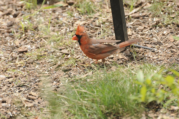 Northern Cardinal Male (Very rough looking) | Project Noah