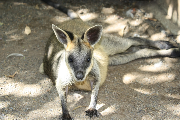 FARK.com: (5165894) Wallaby on the loose in Windermere, Florida, claims ...