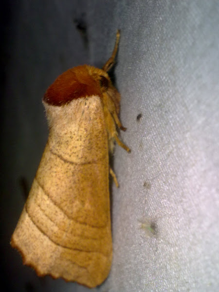 Walnut caterpillar Moth | Project Noah