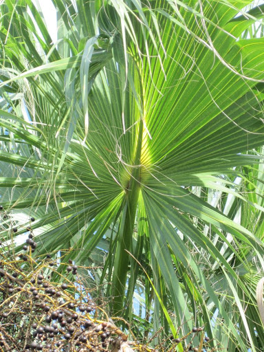 My Abaco mystery - DISCUSSING PALM TREES WORLDWIDE - PalmTalk
