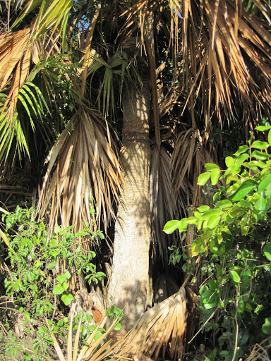 My Abaco mystery - DISCUSSING PALM TREES WORLDWIDE - PalmTalk