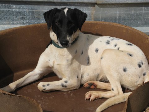Animales En Adopción (A.E.A) - POPI, preciosa mestiza de dálmata en ...