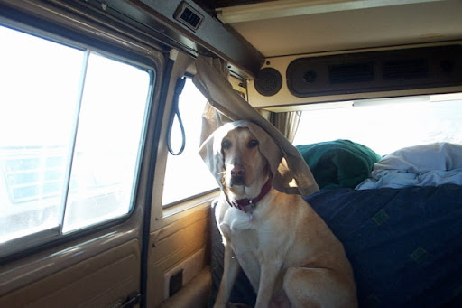 TheSamba.com :: Vanagon - View topic - Let's see pics of your dogs in ...