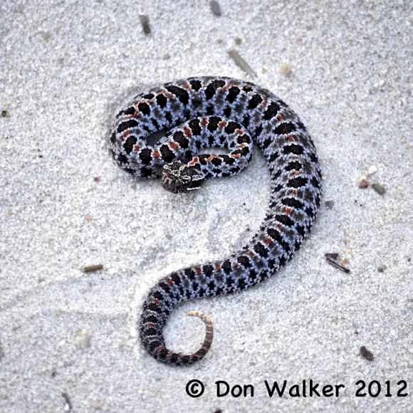 Dusky Pygmy Rattlesnake | Project Noah