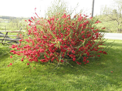 Old-Fashioned Charm: May Flowers - In Pictures