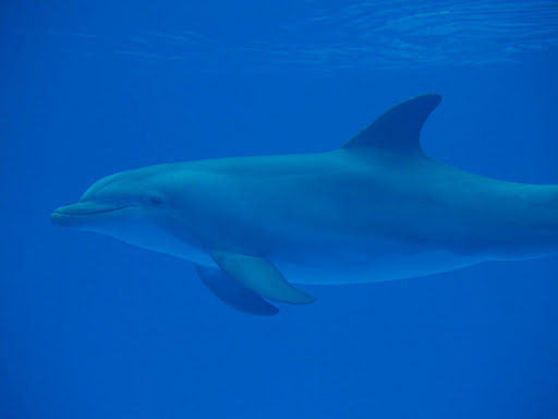 Zoos del Mundo - Delfín mular (Tursiops truncatus) - Fotografia