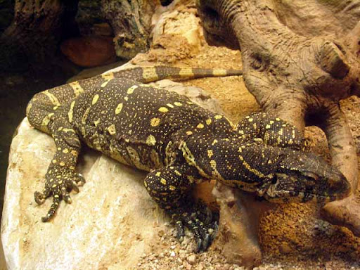 Zoos del Mundo - Varanos (Varanus spp.) - Fotografia