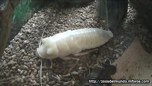 Zoos del Mundo - Mis cucas de Madagascar - Colecciones privadas