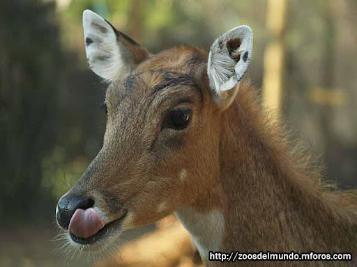 Zoos del Mundo - Nilgo (Boselaphus tragocamelus) - Fotografia