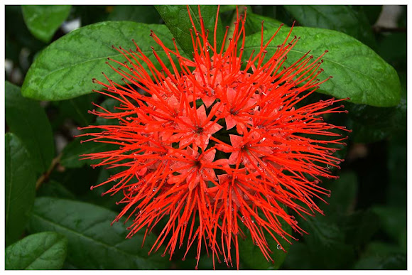 Panama Flame Tree | Project Noah