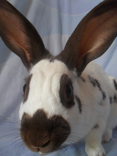 English Spot Rabbit Chocolate