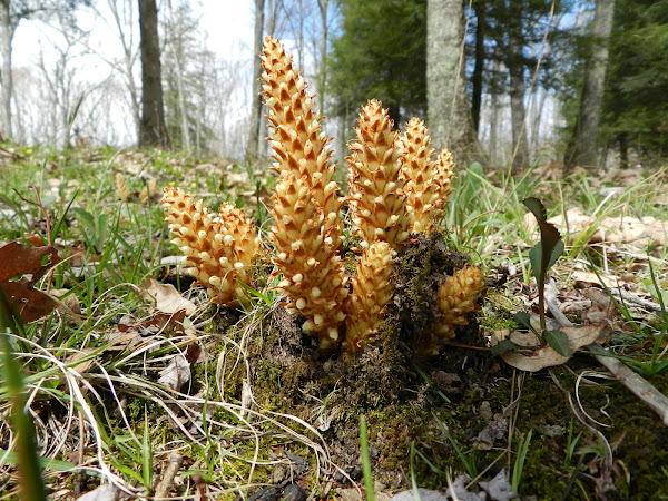 American Cancer Root | Project Noah