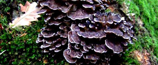 Maitake - Grifola Frondosa: Morfología de Maitake