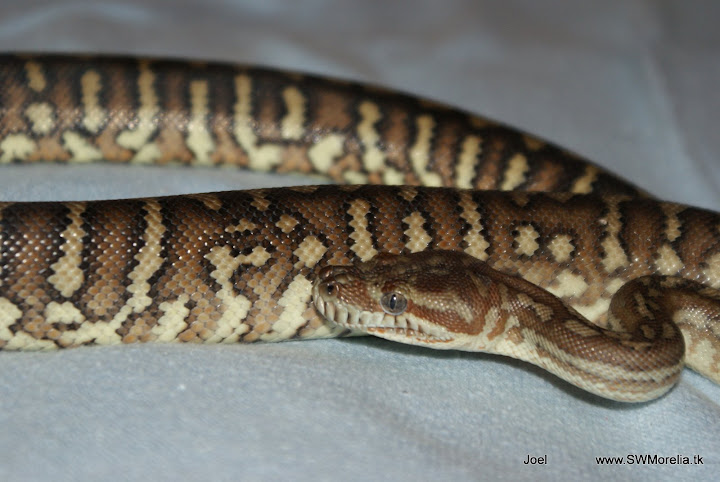 Female And Male Bredli Pythons (morelia Bredli) | Reptile Forums