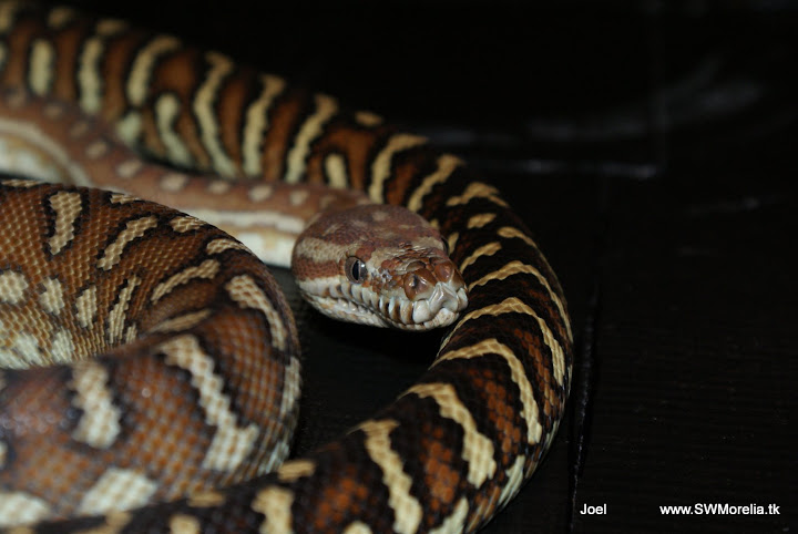 Female And Male Bredli Pythons (morelia Bredli) | Reptile Forums