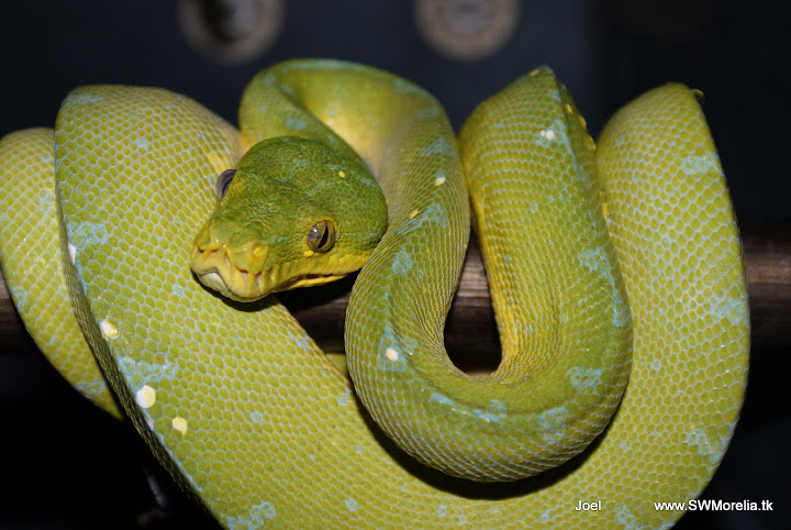 Morelia Bredli & Morelia Viridis. - Reptile Forums