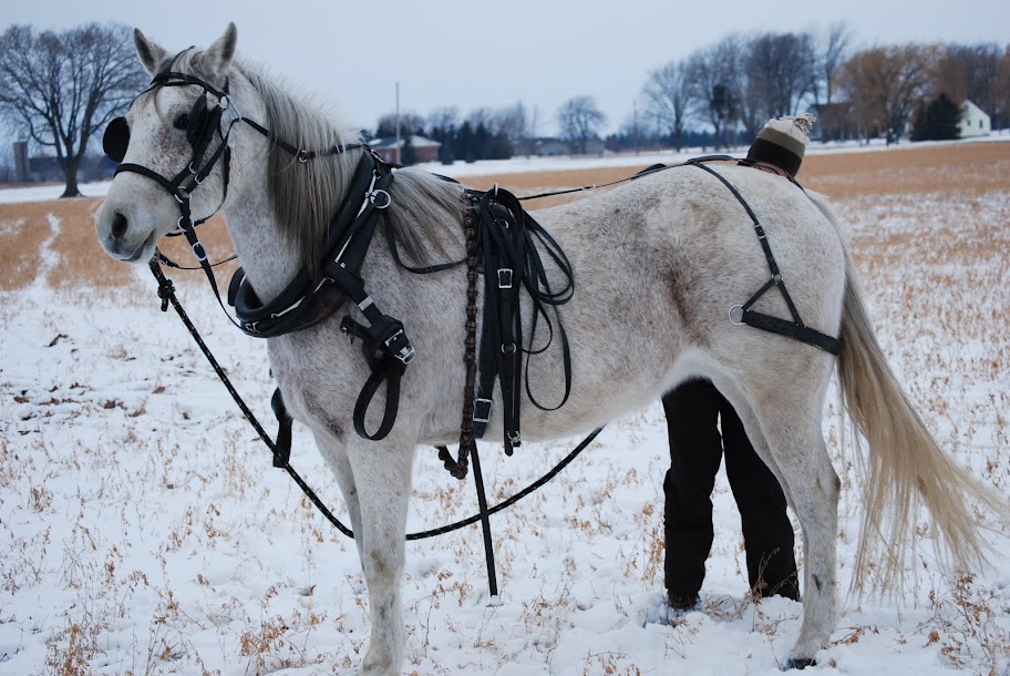 Bitless horse: Science VS tradition: Bitless driving