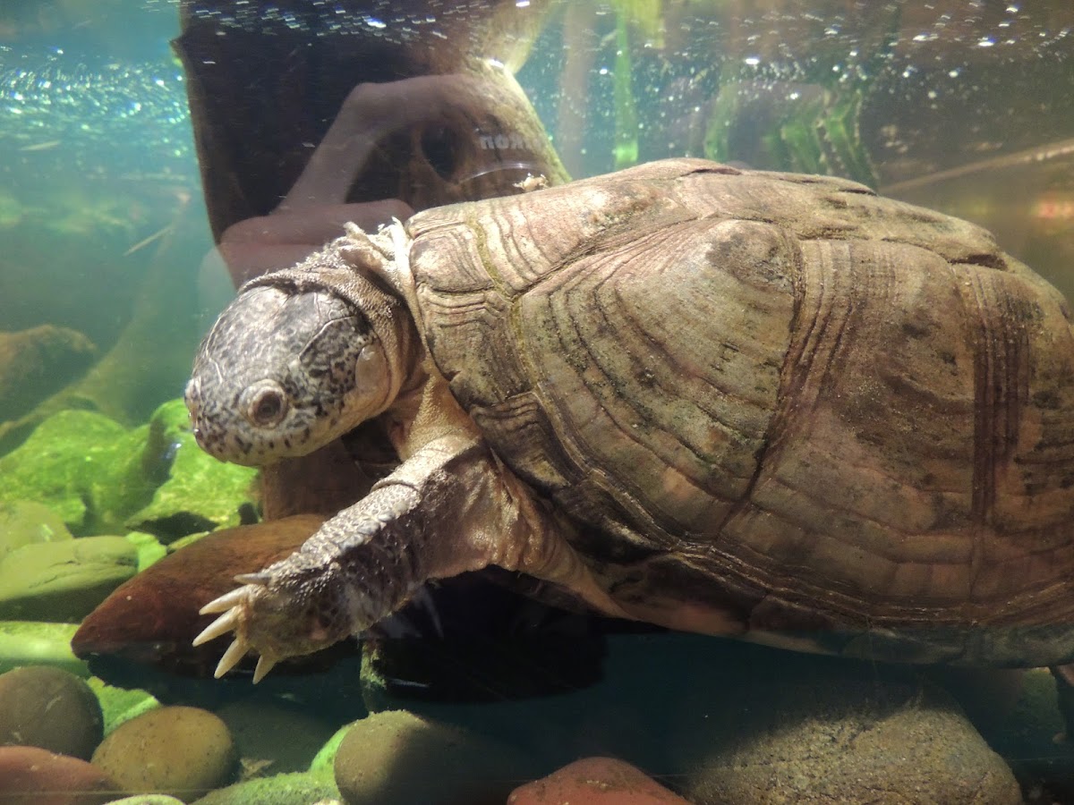 African Black Mud Turtle | Project Noah